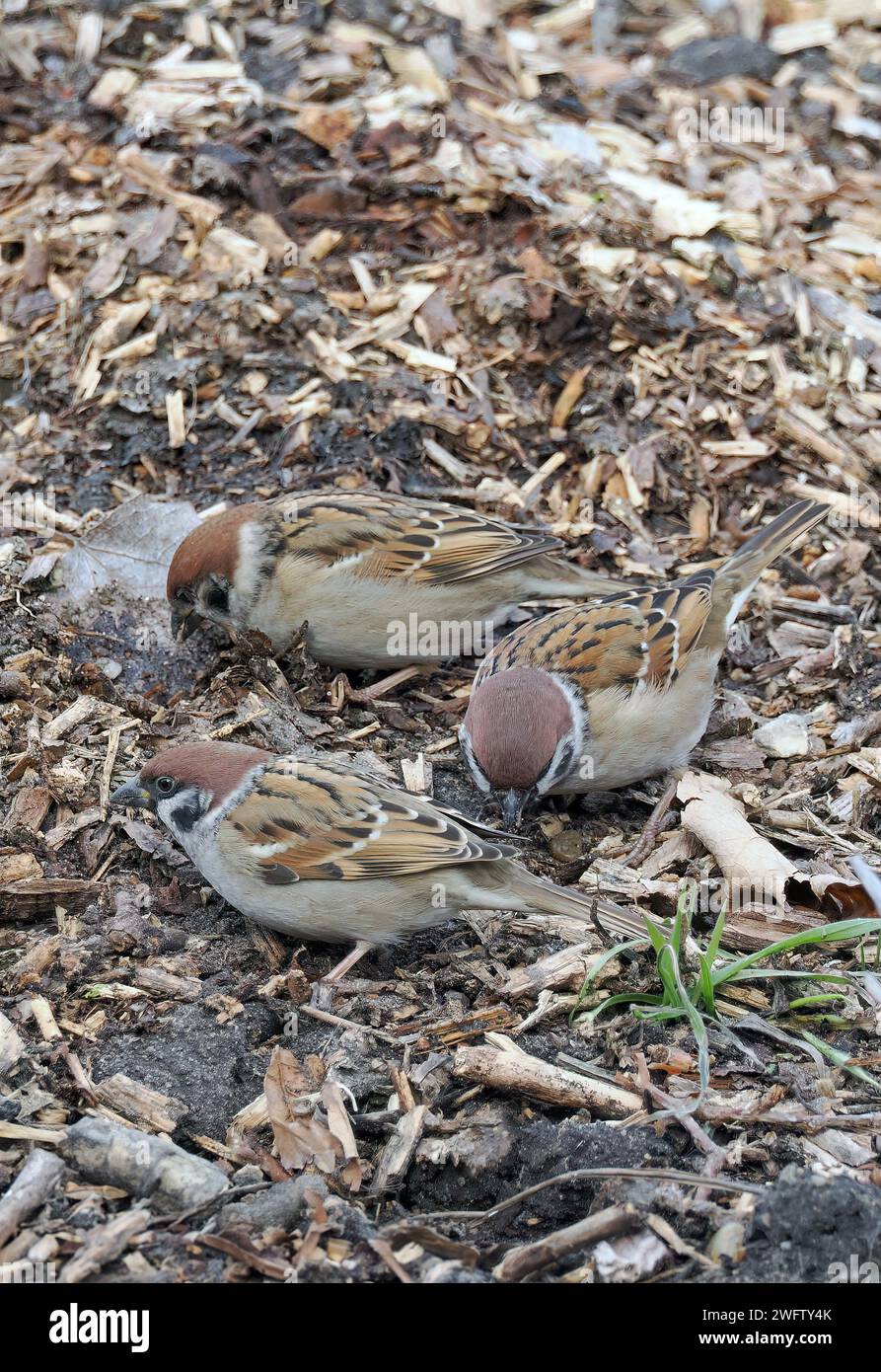 Eurasian tree sparrow, Feldsperling, Moineau friquet, Passer montanus ...