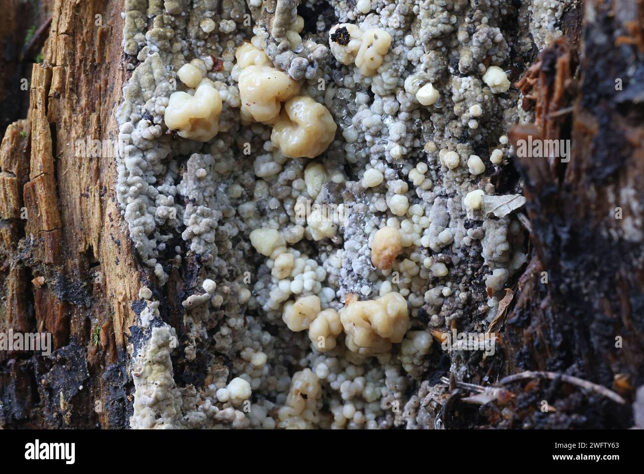 Mycoprasite hi-res stock photography and images - Alamy