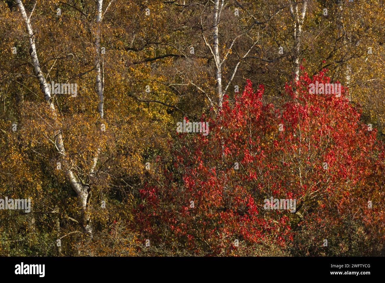 Silver birch (Betula pendula) tree with yellow leaves and Japanese ...