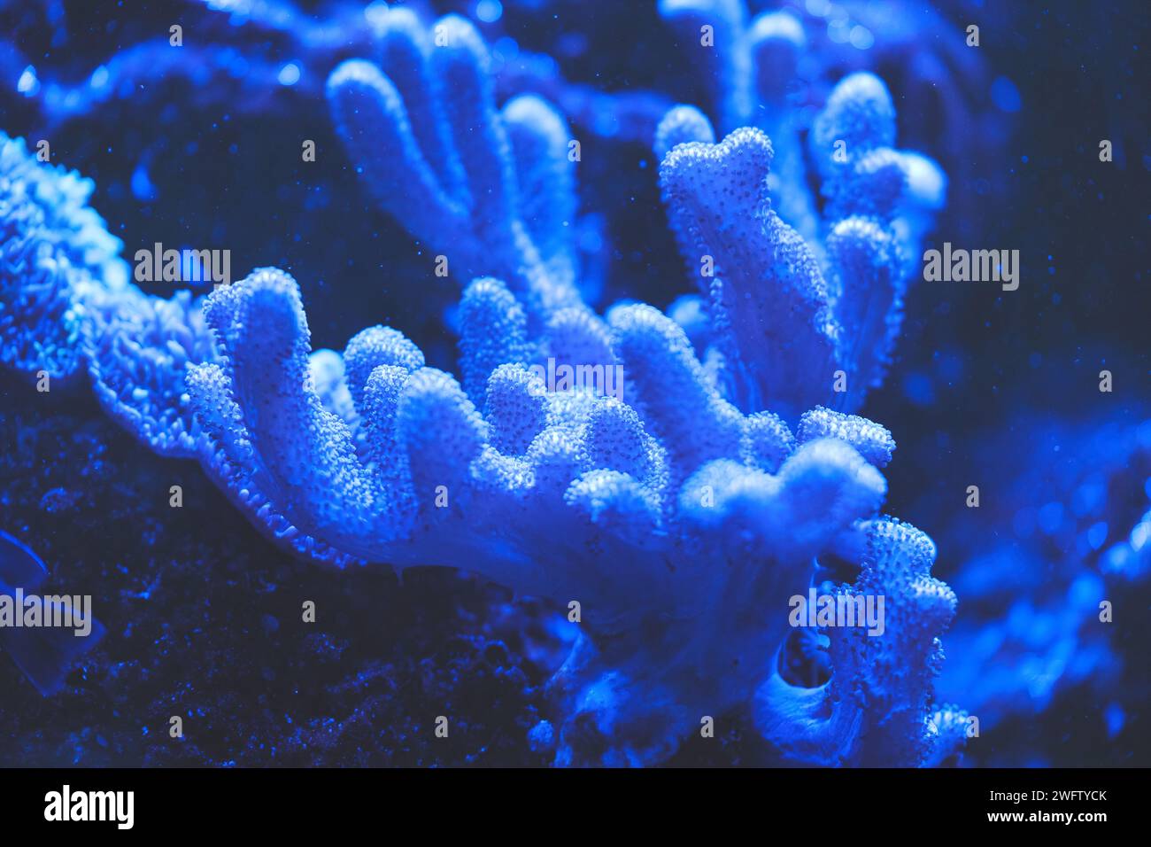 Gorgonian sea rod coral Eunicea calyculata Roatan, Honduras. download ...