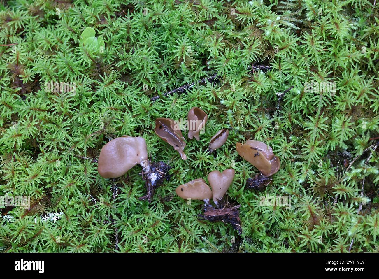Otidea leporina, commonly known as Yellow Ear fungus, wild mushrooms ...