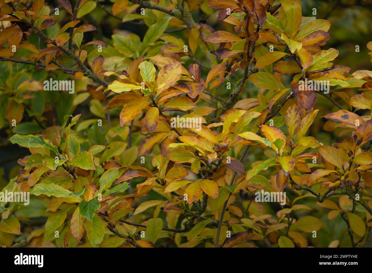 Magnolia (Magnolia spp.) tree with yellow leaves in the autumn, Suffolk ...