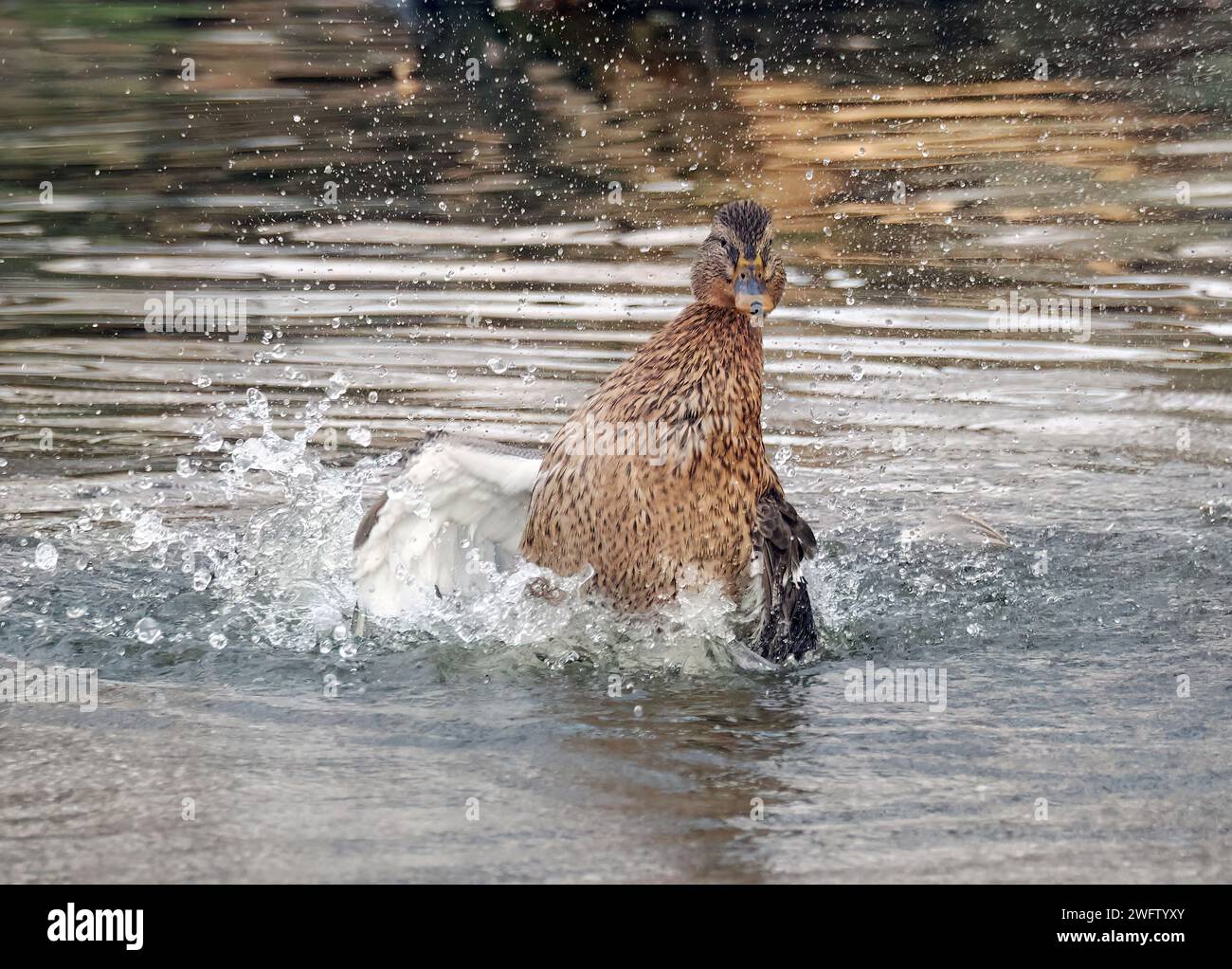 Mallard, wild duck, Stockente, Canard colvert, Anas platyrhynchos ...