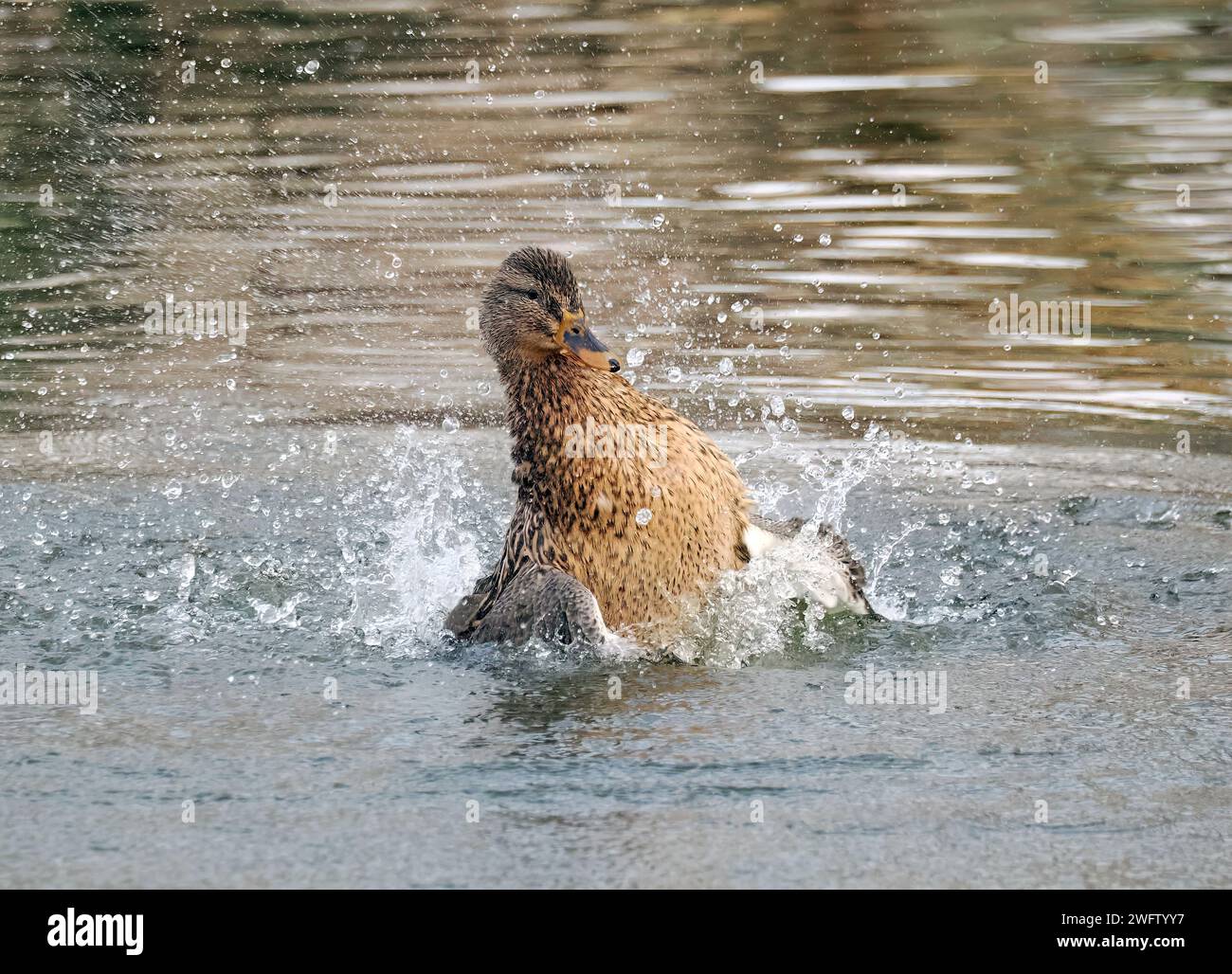 Mallard, wild duck, Stockente, Canard colvert, Anas platyrhynchos ...