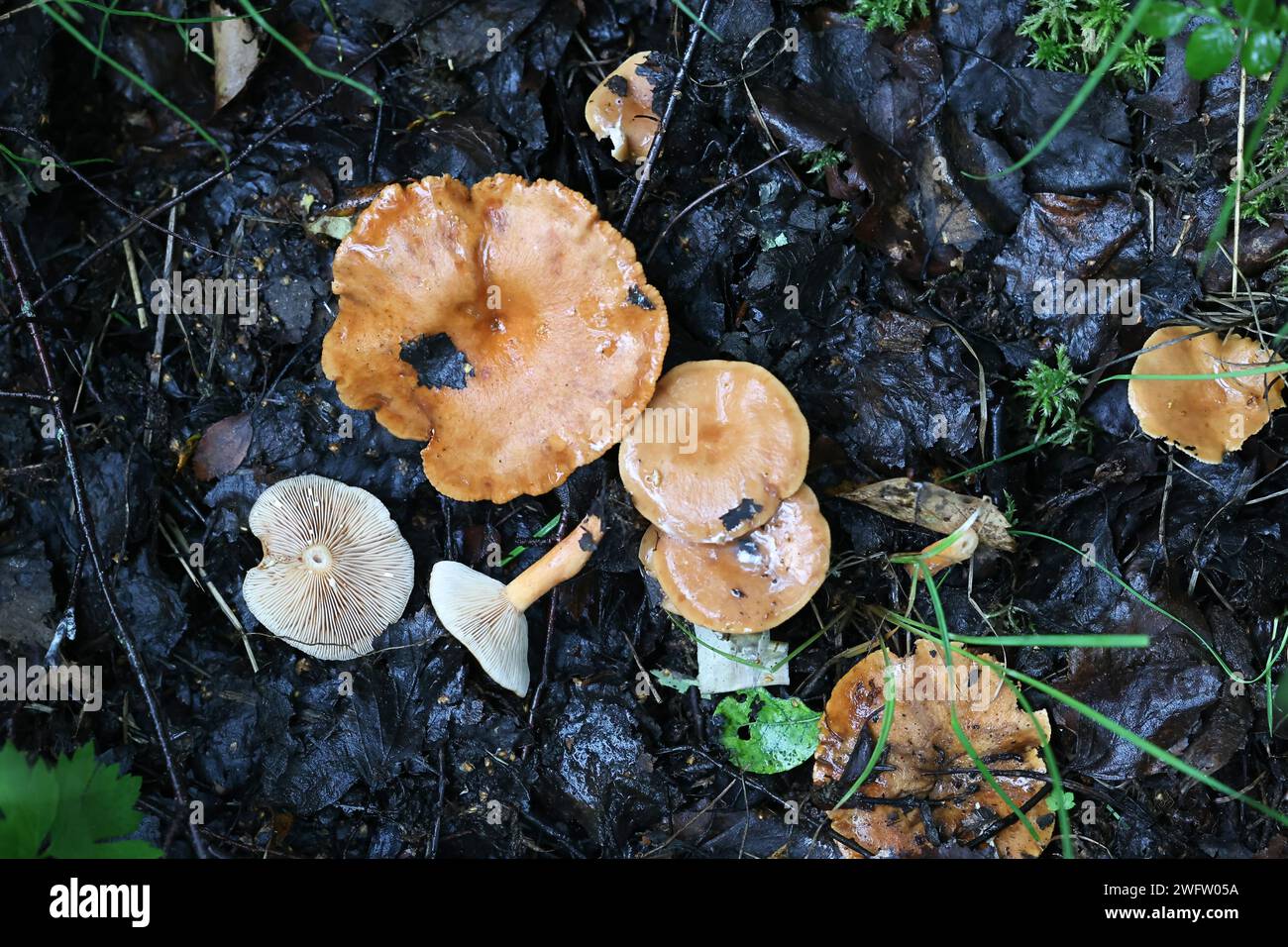 Lactarius lacunarum, wild milk-cap mushroom from Finland Stock Photo ...