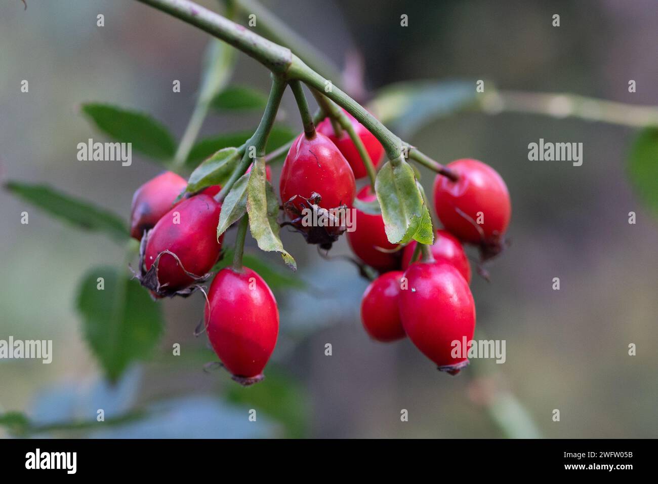 Bright red rosehips in the Autumn in Berkshire Stock Photo - Alamy