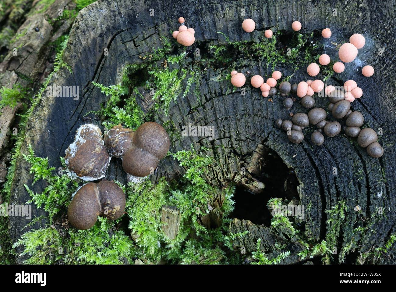 Lycogala epidendrum, commonly known as wolf's milk, and bigger Lycogala ...