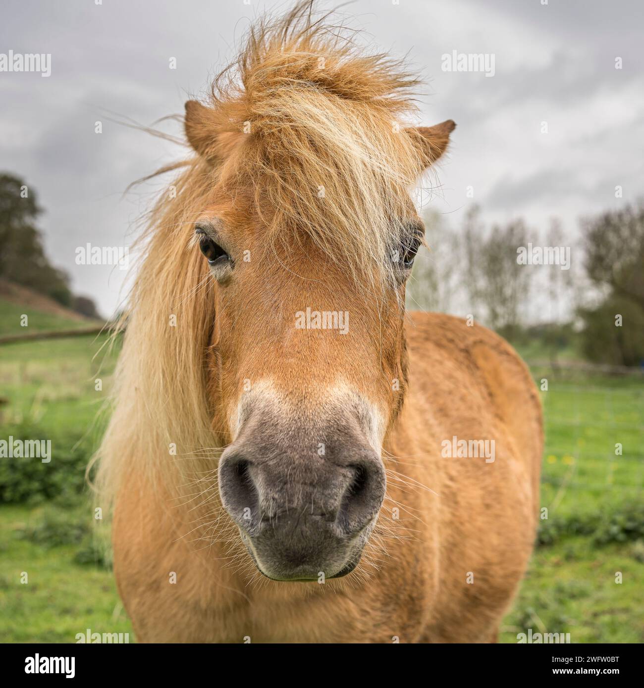 Close, front view head shot of a beautiful chestnut pony/ horse ...
