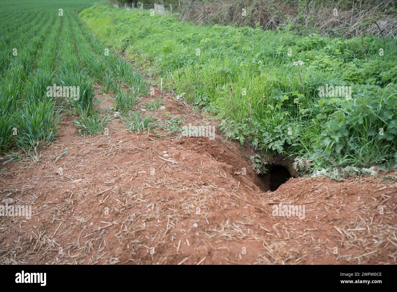 Badger hole hi-res stock photography and images - Alamy
