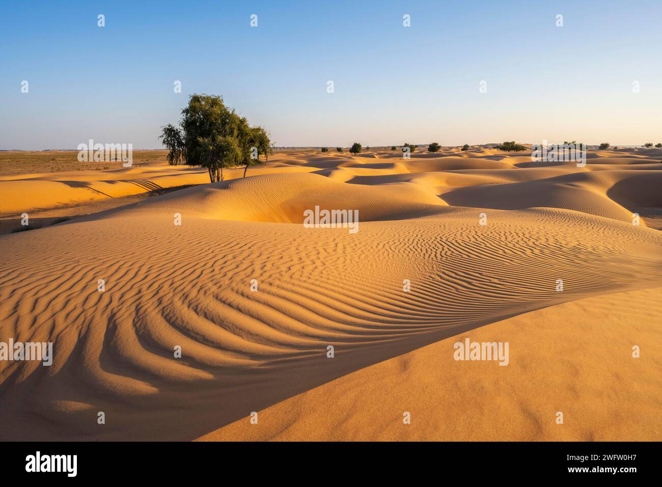Oman tree in desert hi-res stock photography and images - Alamy