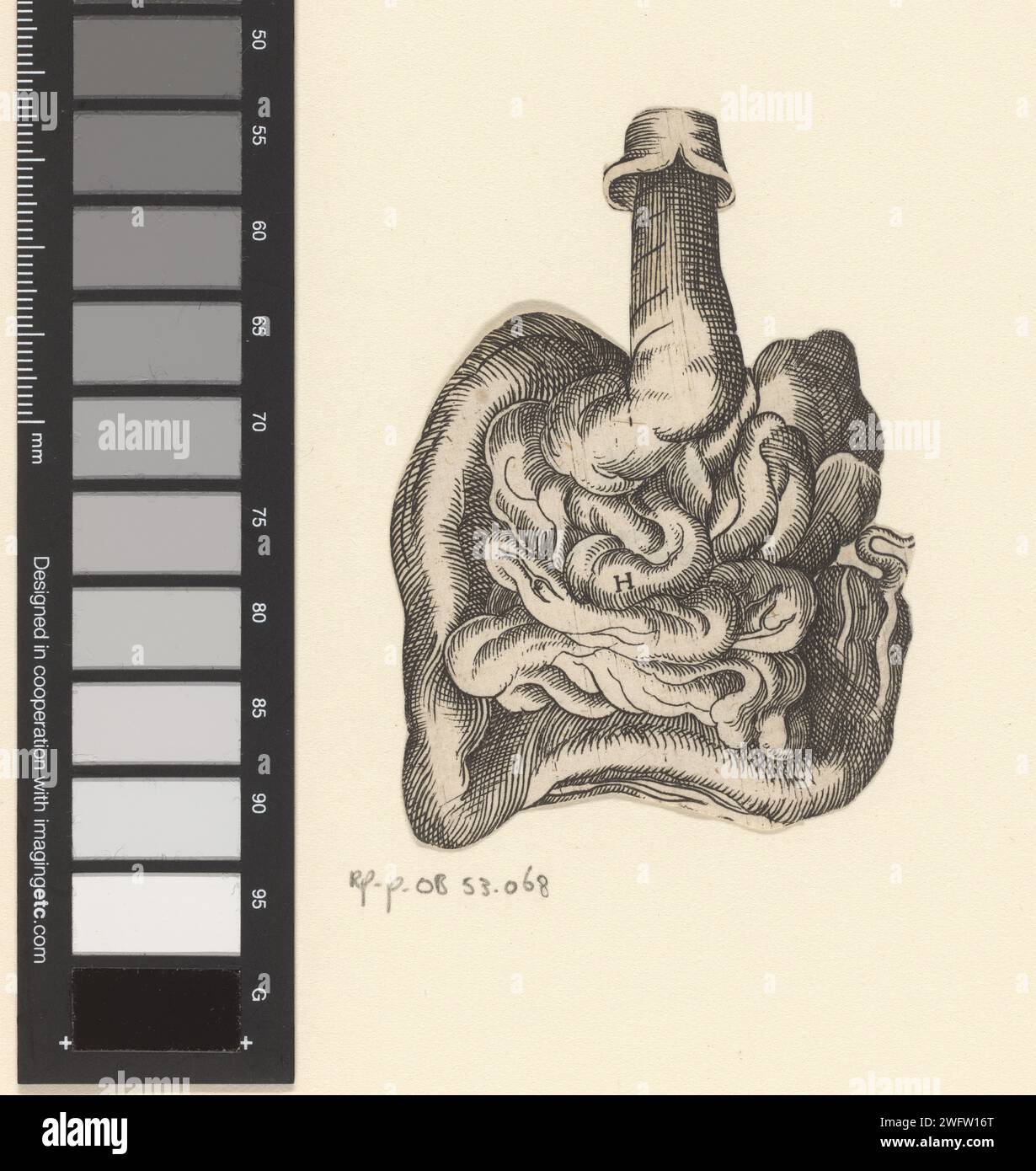 Intestinal channel, Lucas Kilian, 1589 - 1637 print Print is cut off ...
