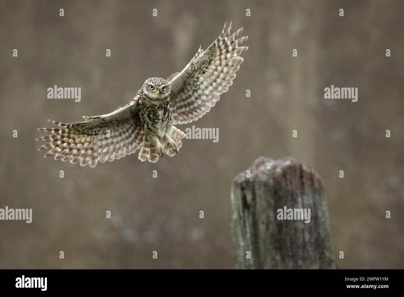 Elegant wings extended hi-res stock photography and images - Alamy