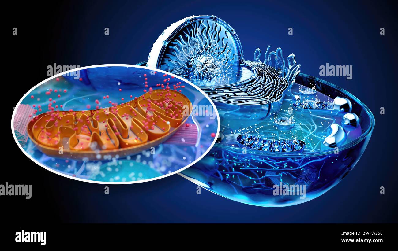 4K abstract illustration of the biological cell and the mitochondria ...