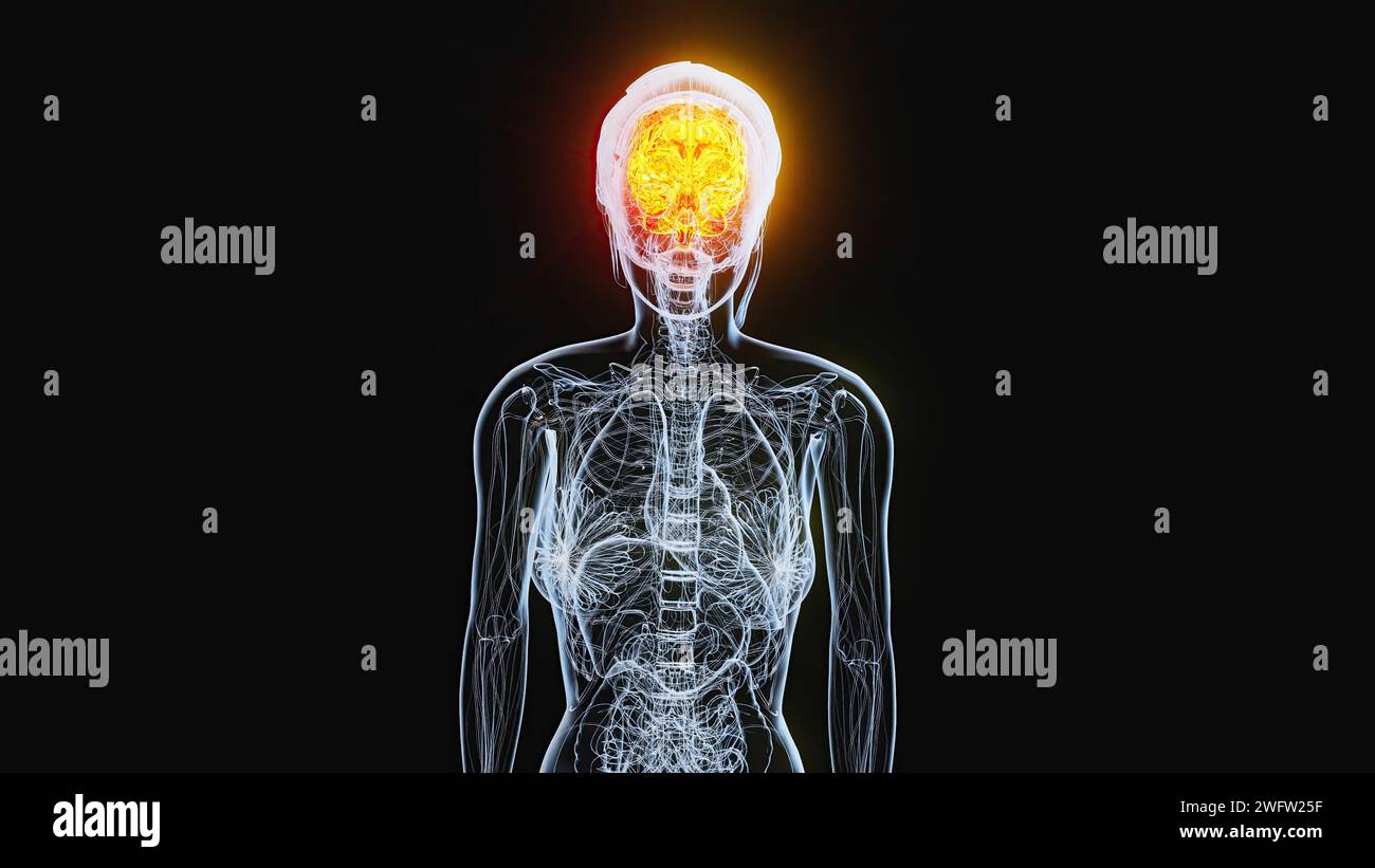 Abstract woman walking with the brain highlighted Stock Photo - Alamy