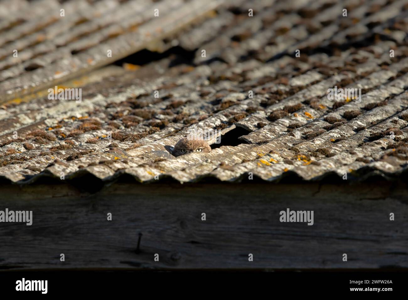 Animal peering hi-res stock photography and images - Alamy