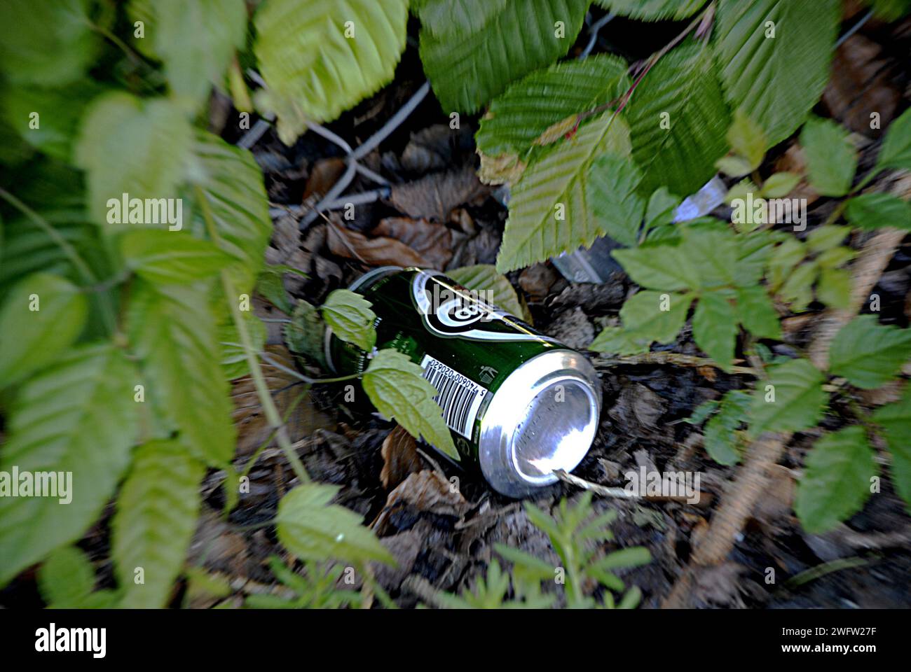 Copenhagen / Denmark. Carlsberg beer can waste in nature 17 June 2013 ...