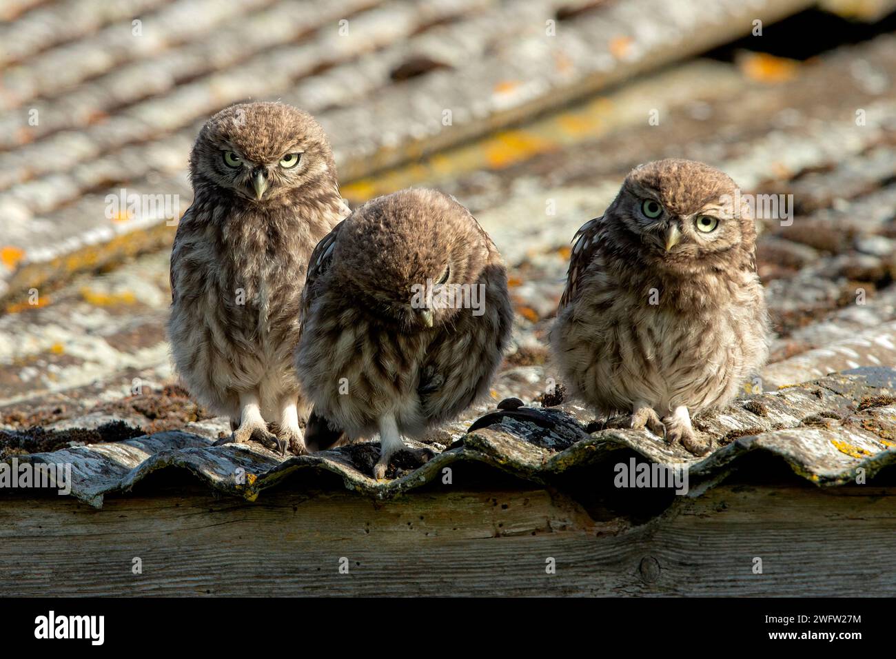 Three adorable baby owlets perched on a rooftop adjacent to a charming ...