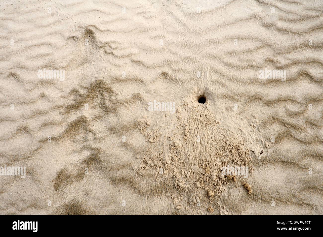 Sand crab burrow in the seashore sand Stock Photo - Alamy