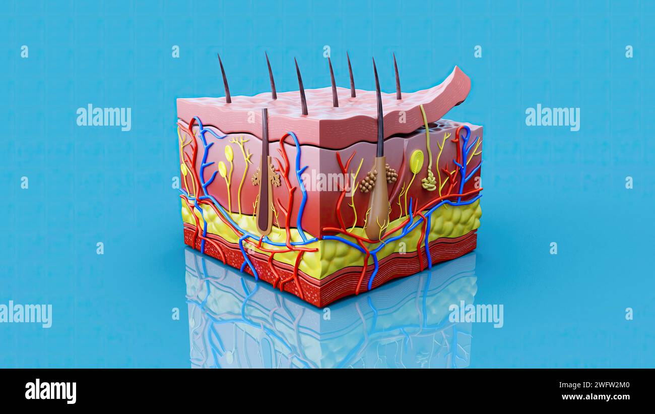 Abstract illustration of the skin layers Stock Photo - Alamy
