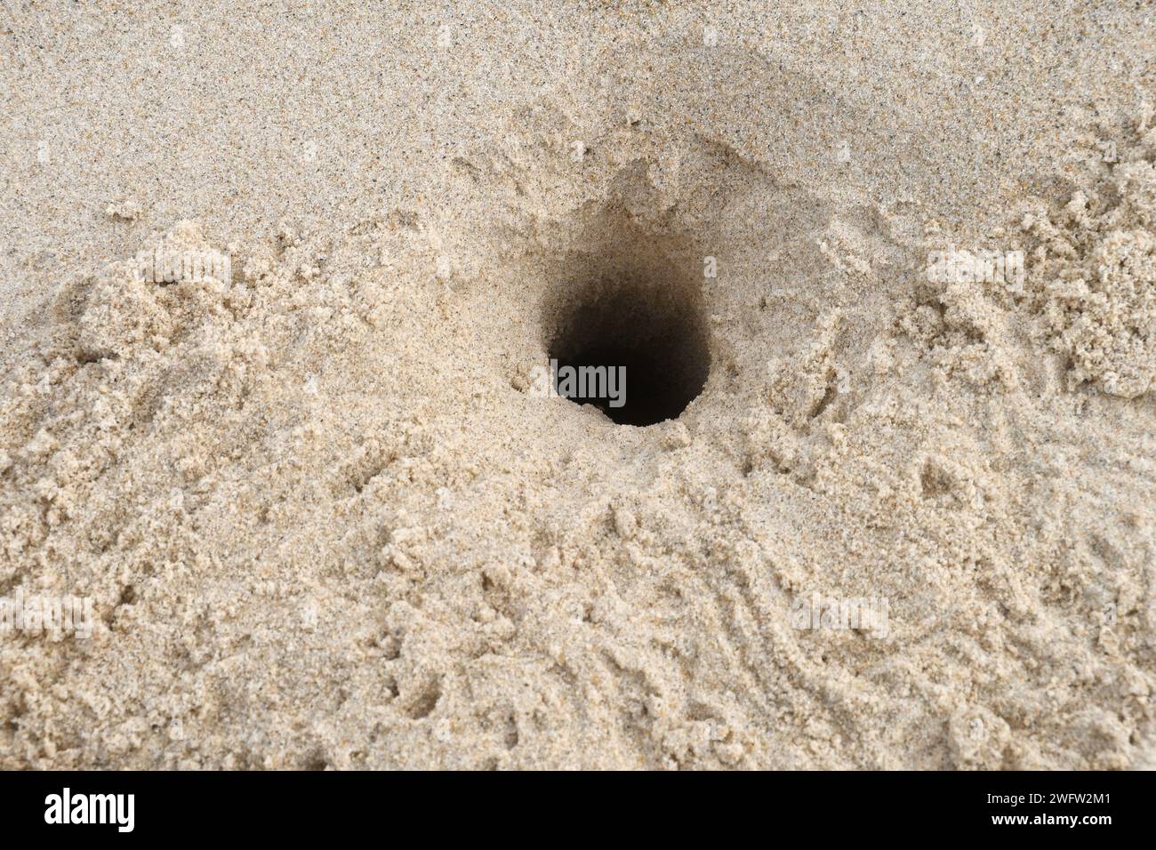 Crab burrow hi-res stock photography and images - Alamy