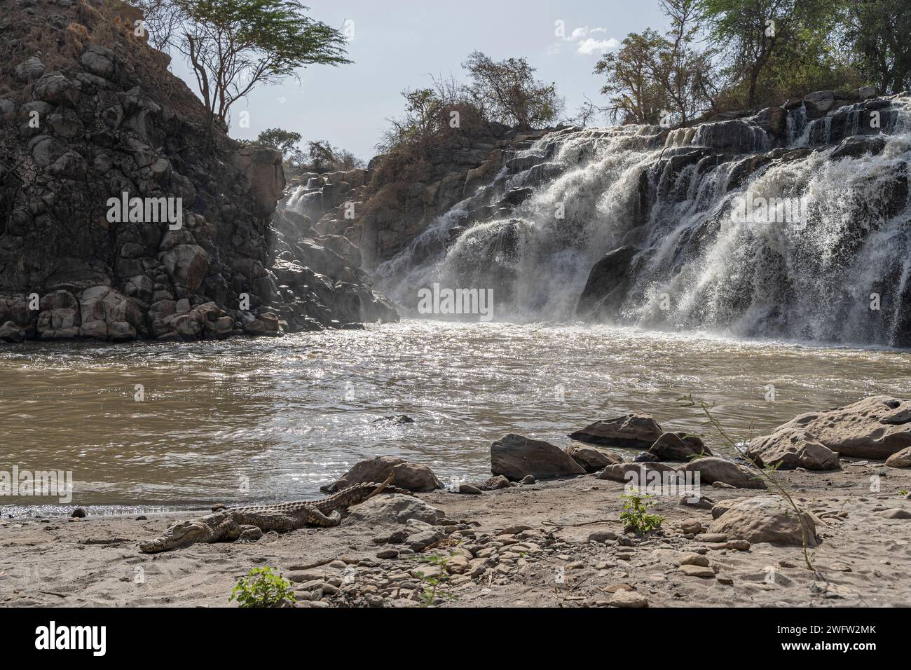 Alligators resting on rocks in the river at Awash Falls in Afar ...