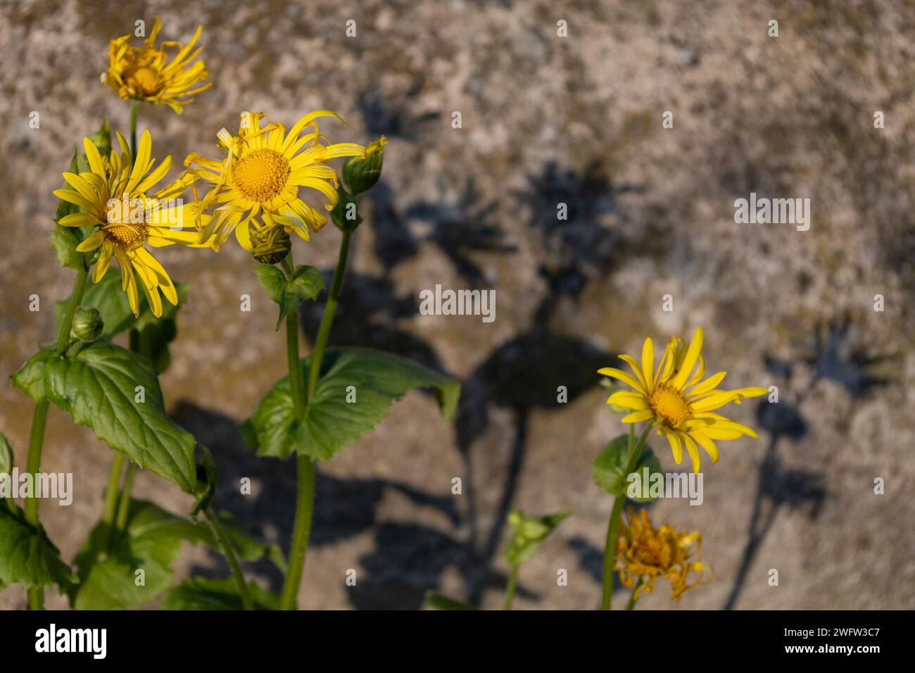 Shadow flowers hi-res stock photography and images - Alamy