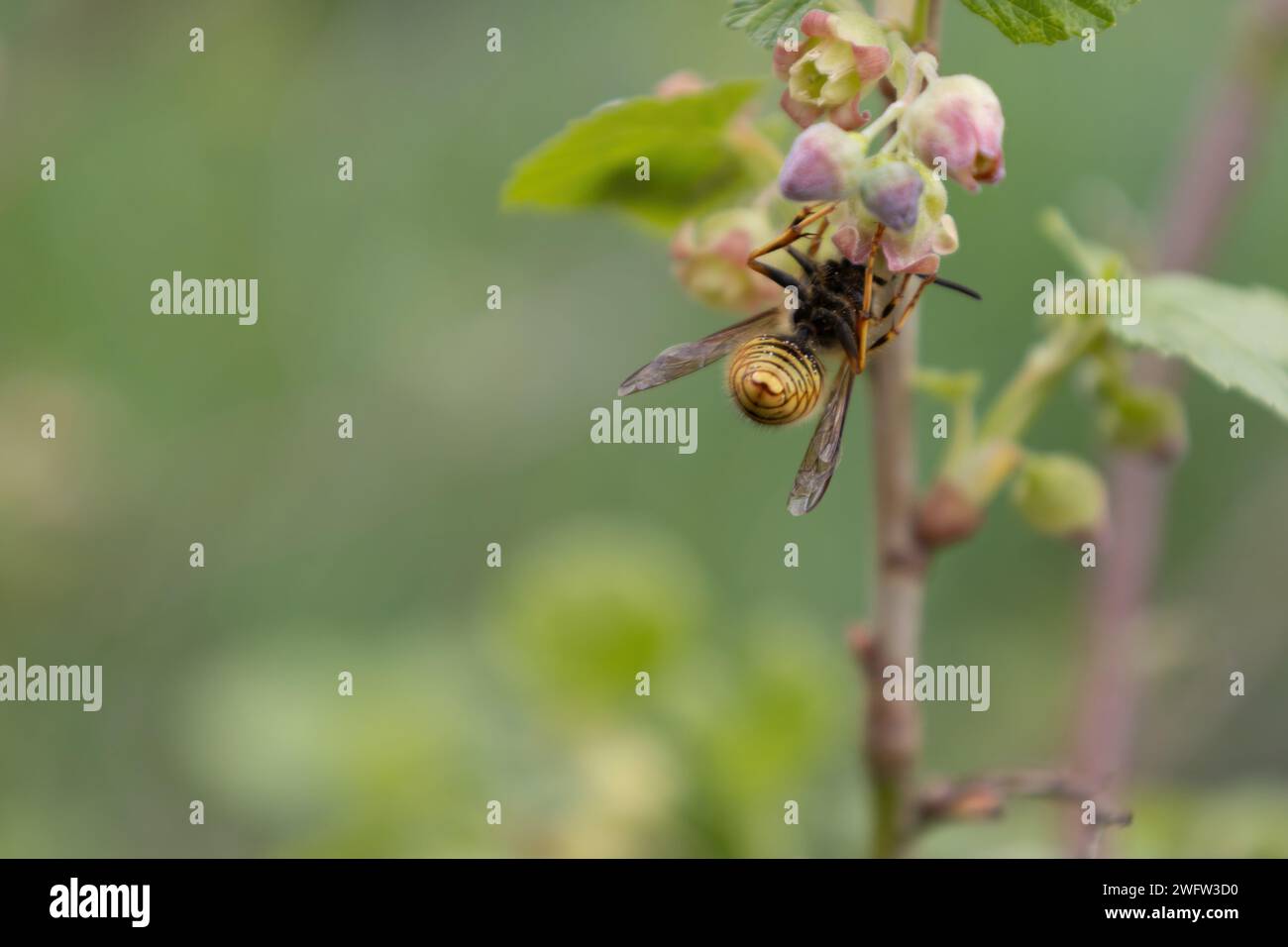 Schwarze wespe hi-res stock photography and images - Alamy
