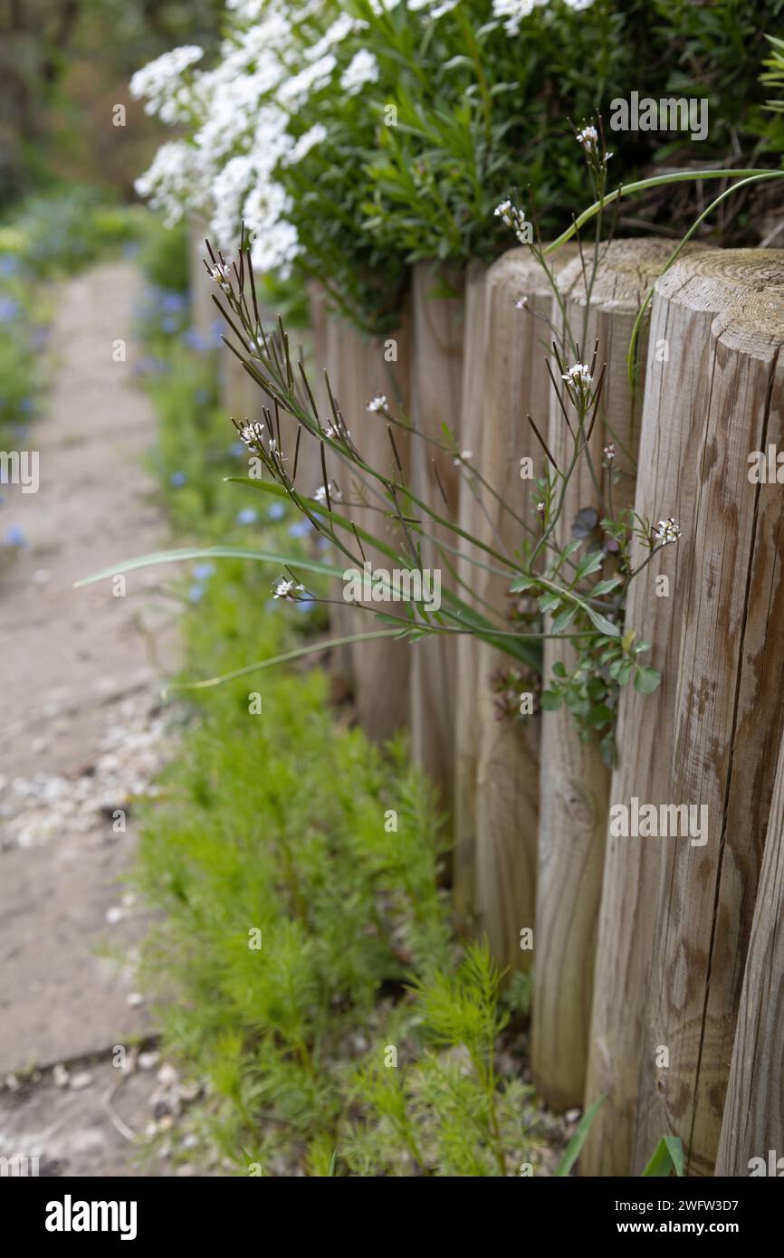 Growing through the fence hi-res stock photography and images - Alamy