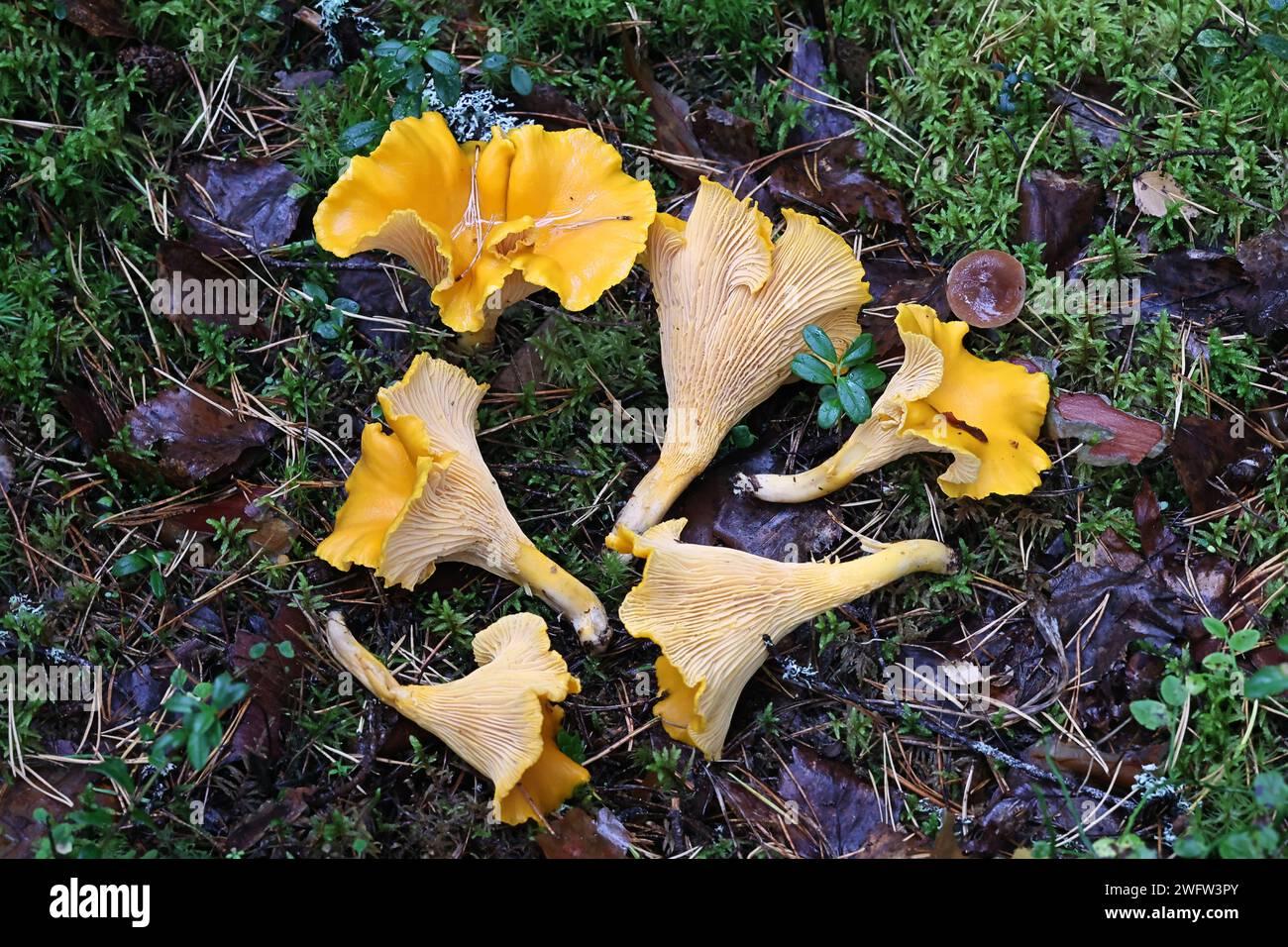 Cantharellus cibarius, known as chanterelle or golden chanterelle, wild ...