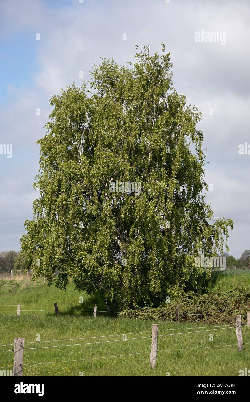 Warty birch hi-res stock photography and images - Alamy