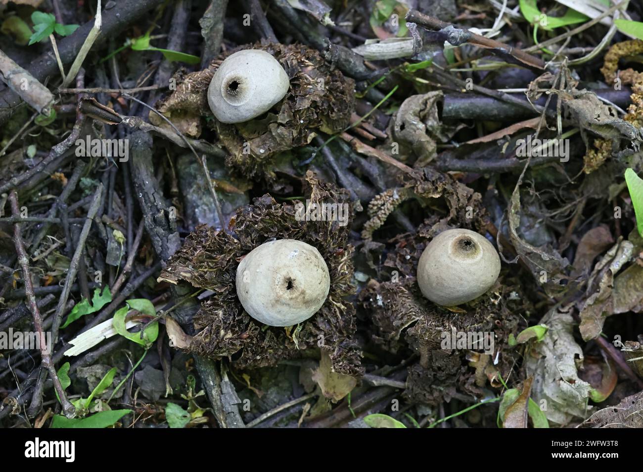 Geastrum triplex, also called Geastrum michelianum, commonly known as ...