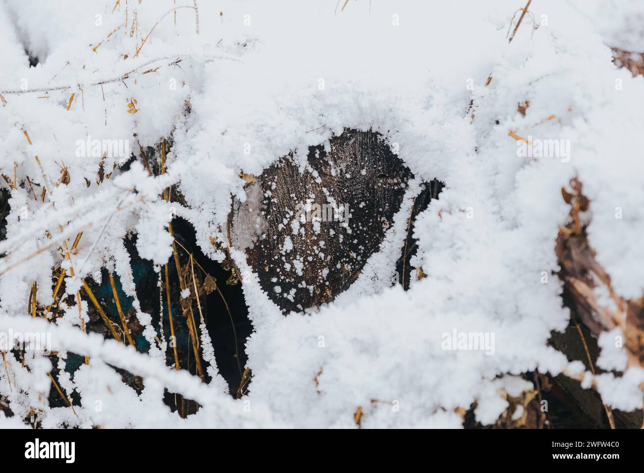 A peaceful snow-covered woods with a charming stream Stock Photo - Alamy