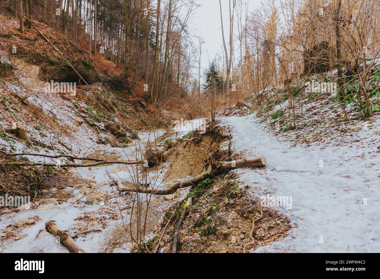 A snowy forest path near ground level Stock Photo - Alamy