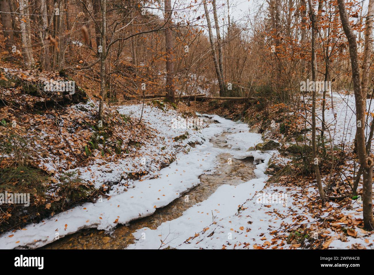 Snow covering the ground in a serene forest with rocky terrain Stock Photo - Alamy