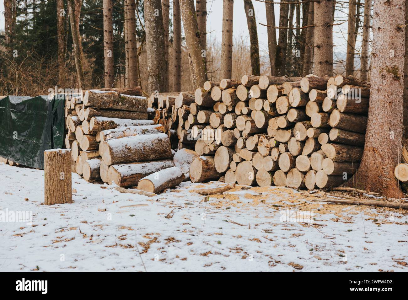 Stacked logs in snow atop mountain Stock Photo - Alamy