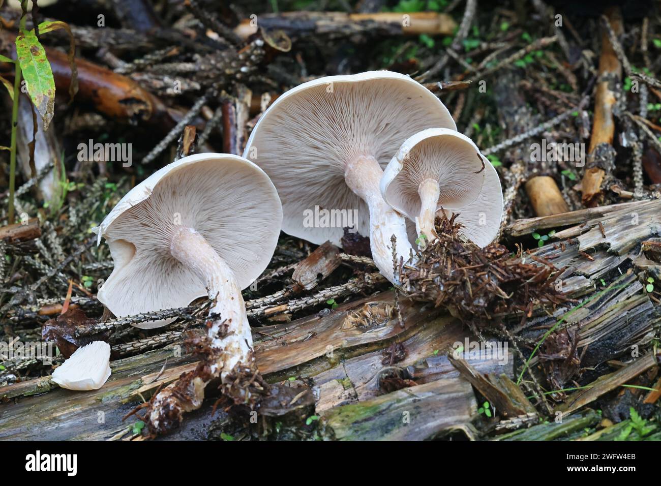 Common funnel cap hi-res stock photography and images - Alamy