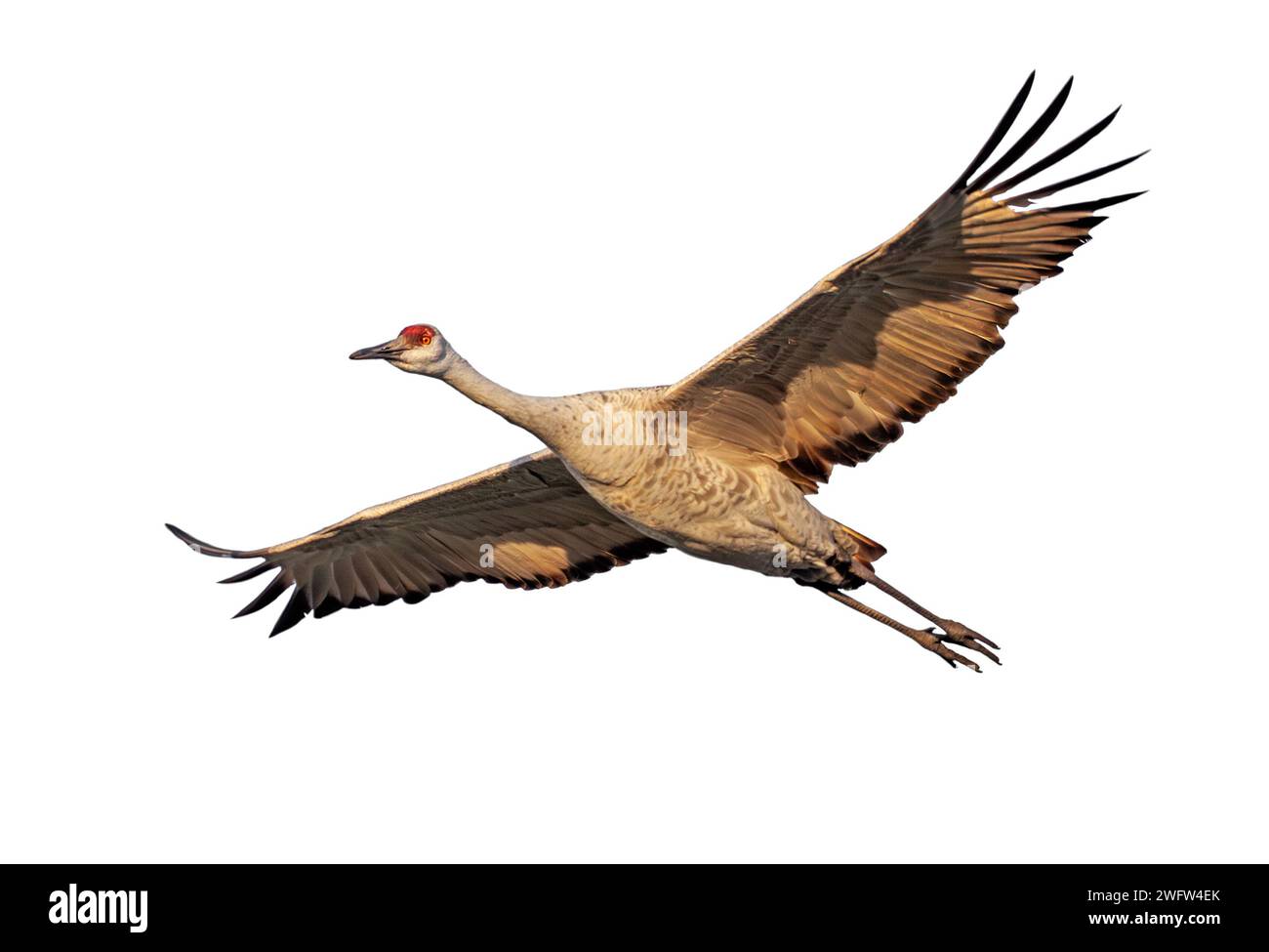 A single sandhill crane,with its wings fully spread, floats on a white ...