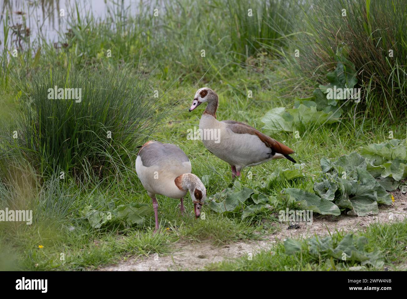 Nilgans hi-res stock photography and images - Alamy
