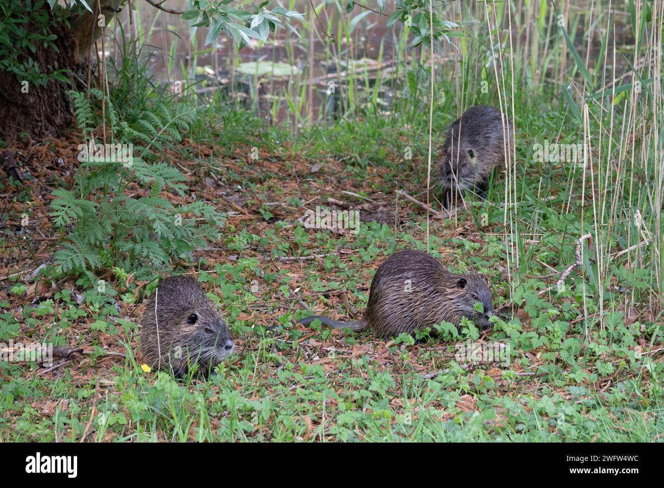 Muskrat bisamratte hi-res stock photography and images - Alamy