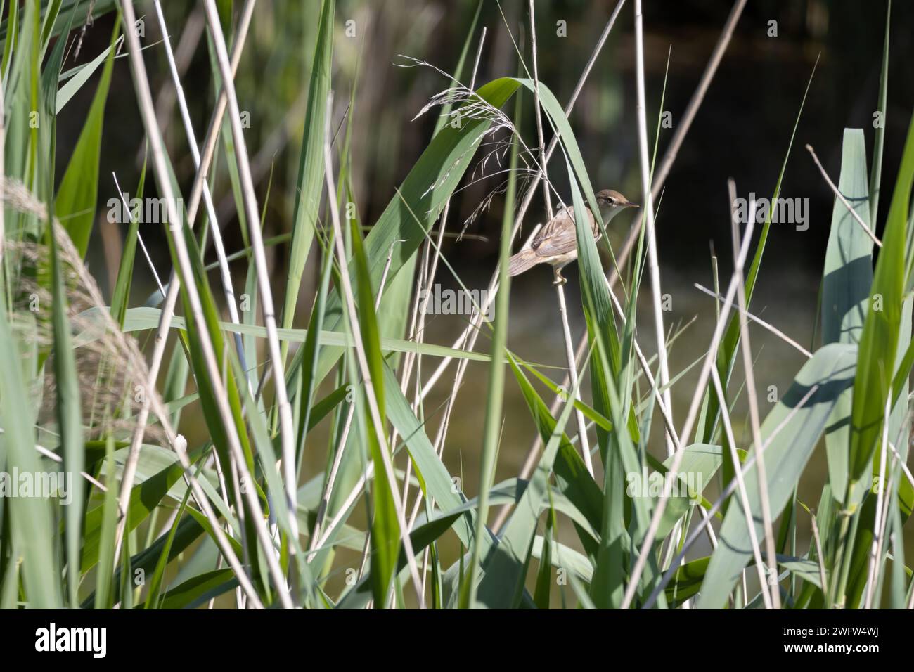 Common Reed Warbler Stock Photo - Alamy