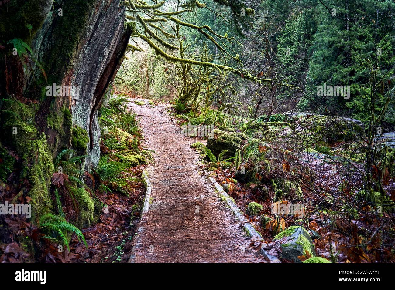 A groomed walking path through a lush green Pacific Northwest forest ...