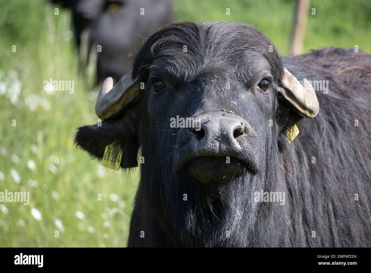 Domestic Water Buffalo Stock Photo - Alamy