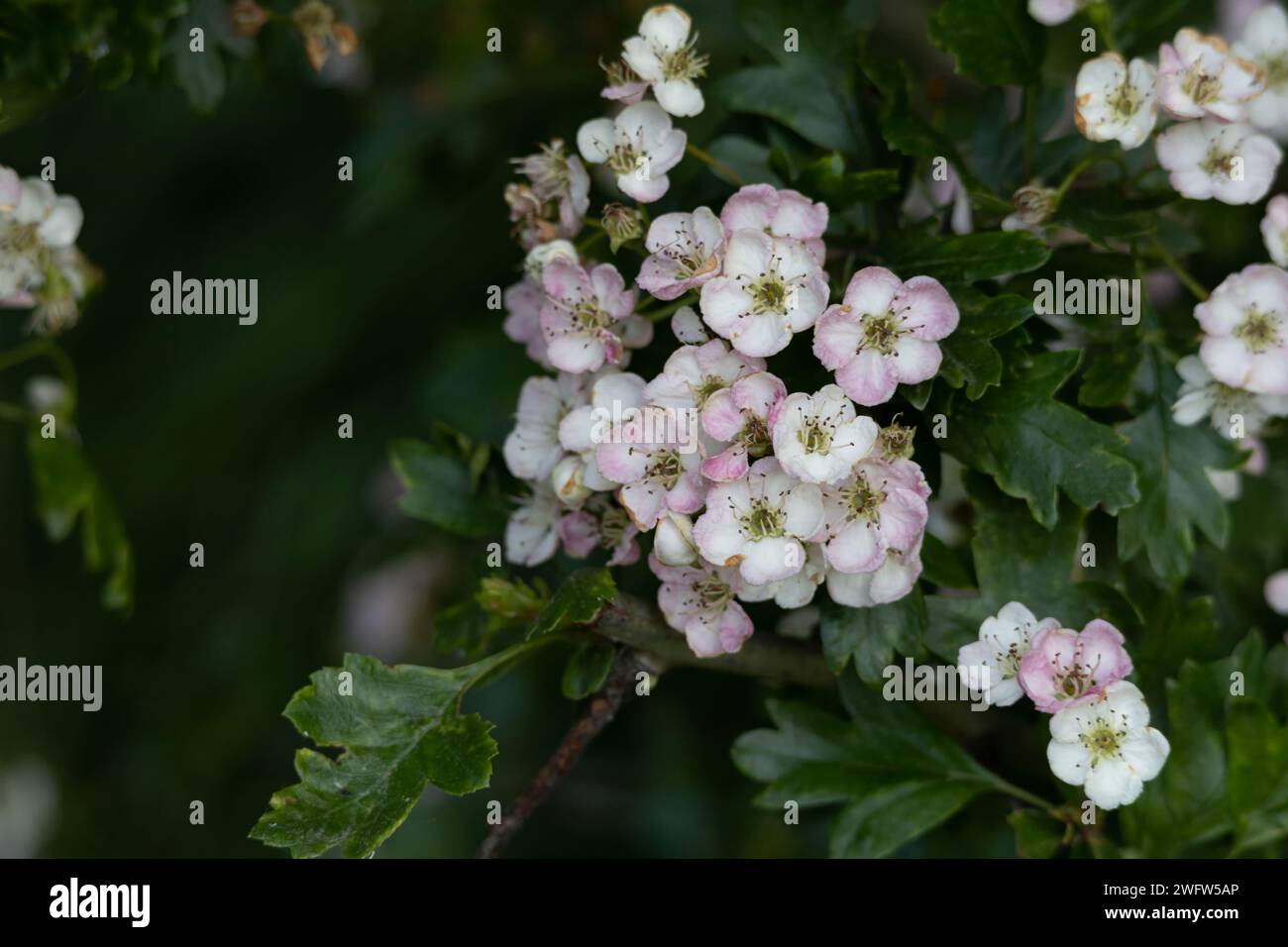 English hawthorn crataegus laevigata hi-res stock photography and ...