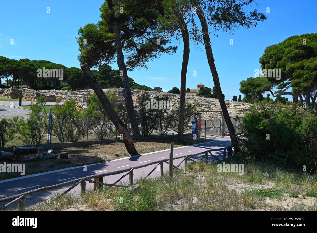 A tranquil path winds through a lush forest, enveloped by towering ...