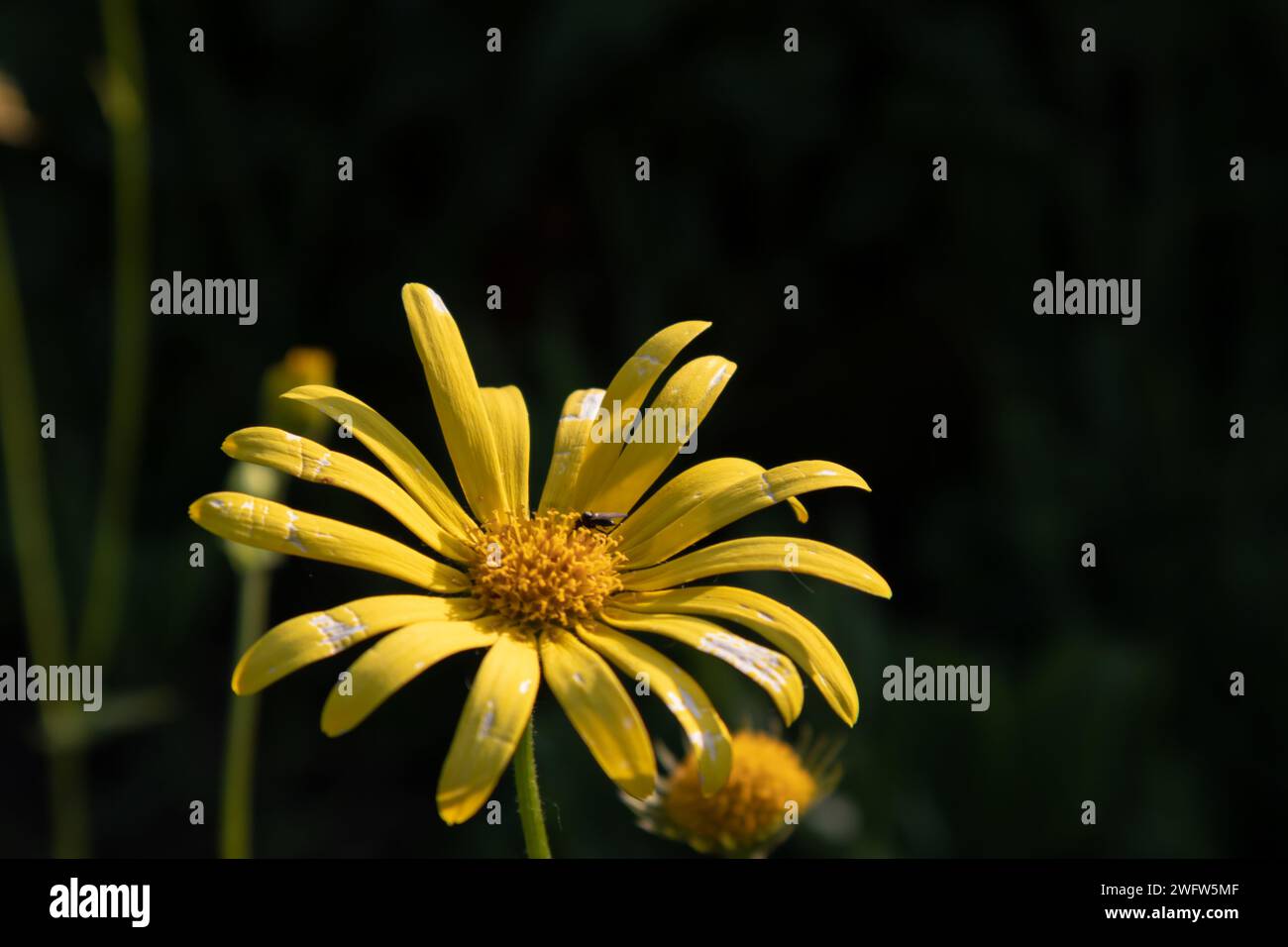 Yellow mai flower hi-res stock photography and images - Alamy