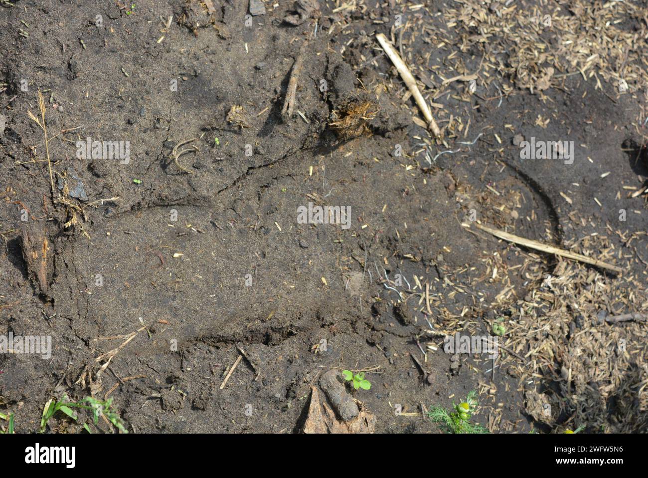A footprint of a human shoe, a footprint of a foot on the ground Stock ...