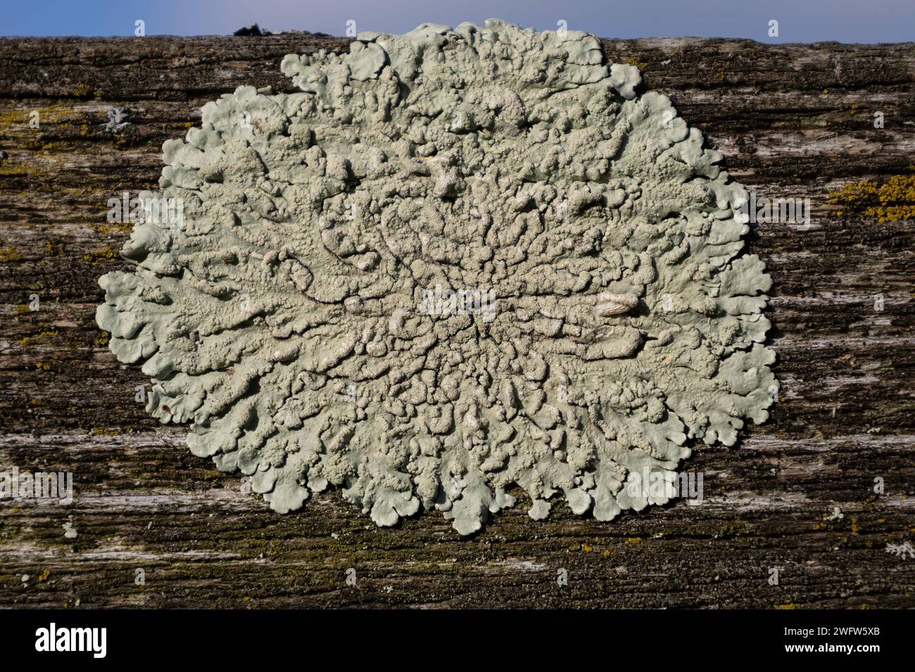 Lichen lower plants hi-res stock photography and images - Alamy