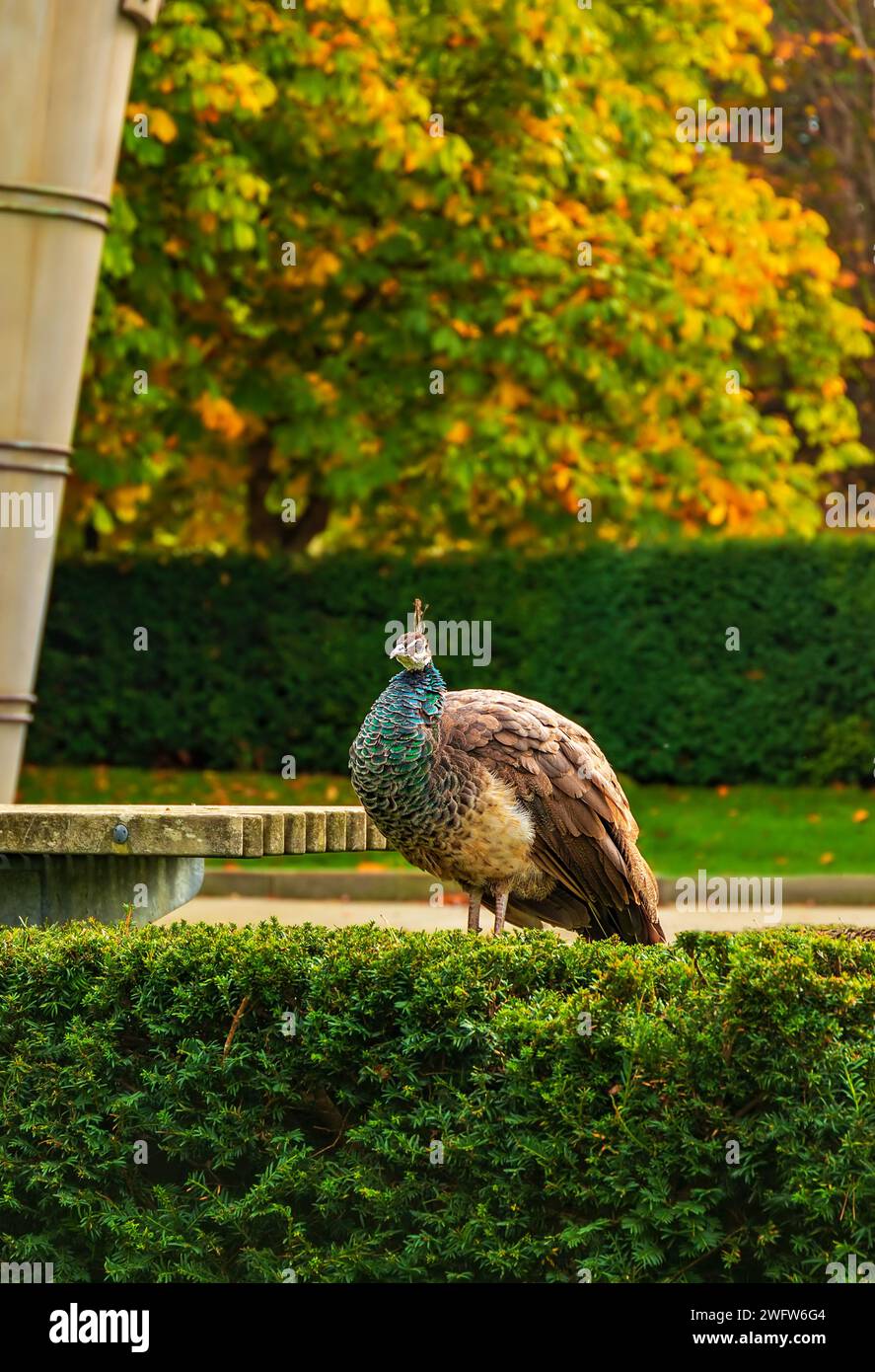 Wild female peacock hi-res stock photography and images - Alamy