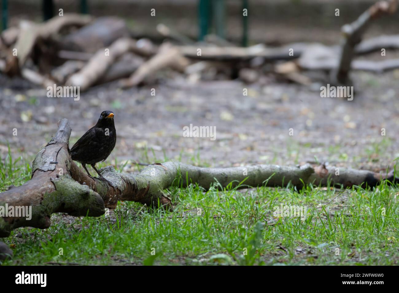 Amsel turdus merula eurasian blackbird hi-res stock photography and ...