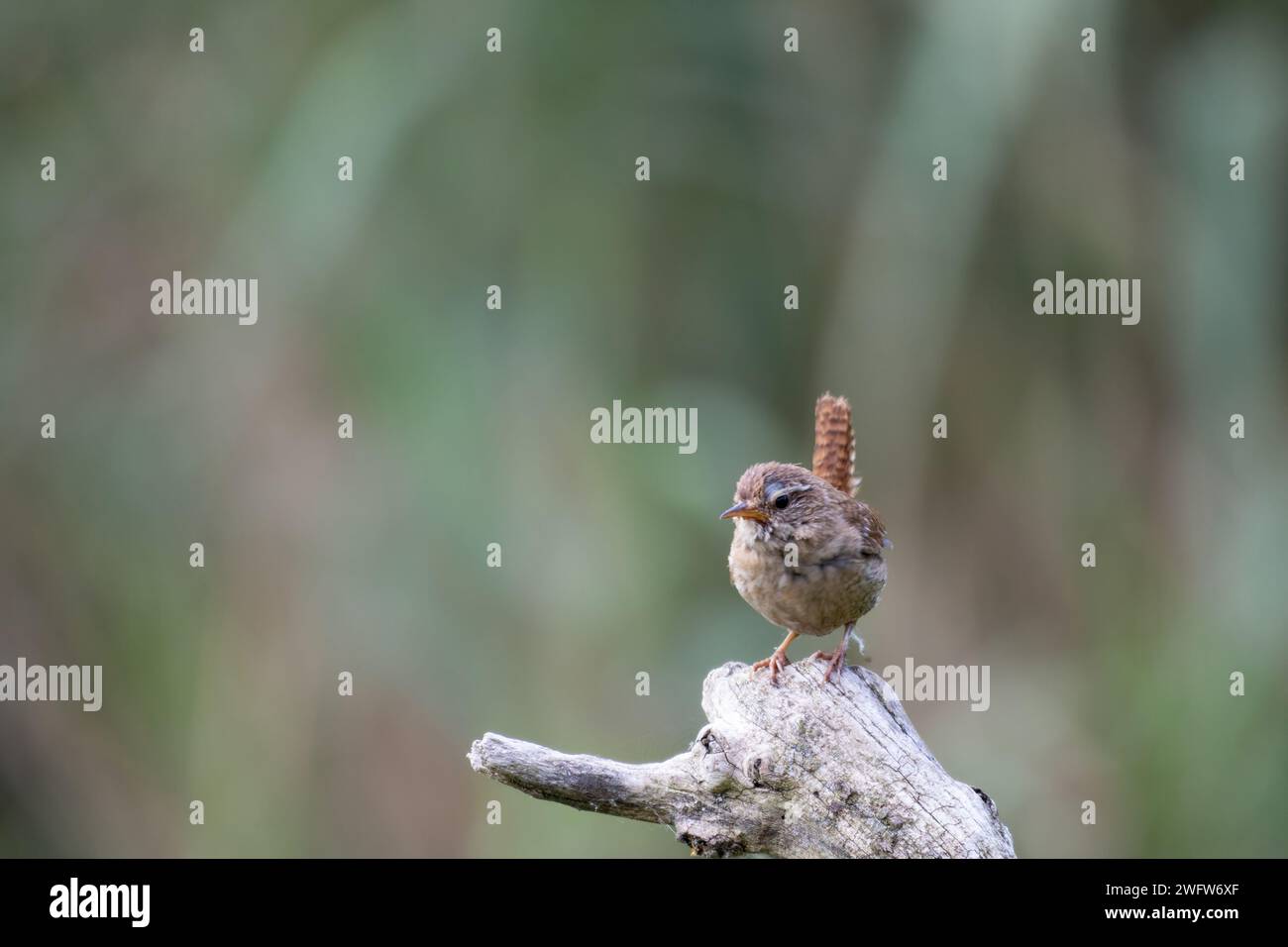 Tier und naturfotografie hi-res stock photography and images - Alamy